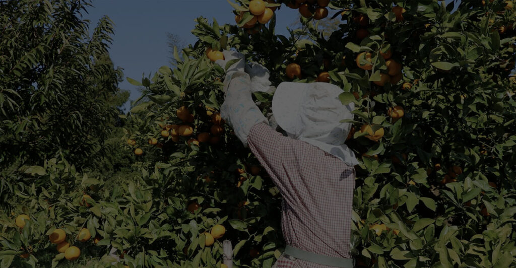 top-shuukaku-黒 | PICKLES ACADEMY（加工食品専門学校）